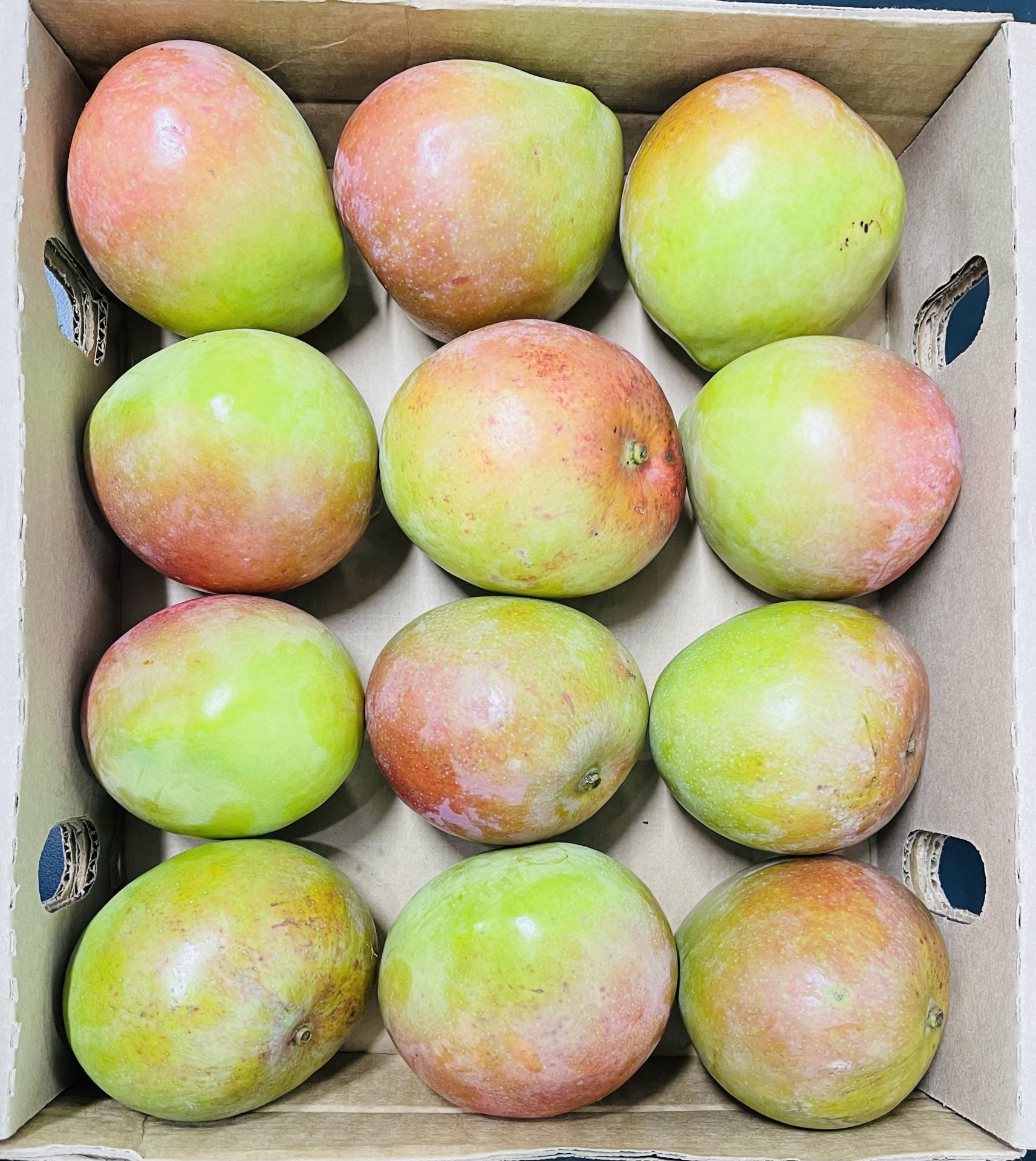 Farzana | Buy Mango Tommy Online at the best price